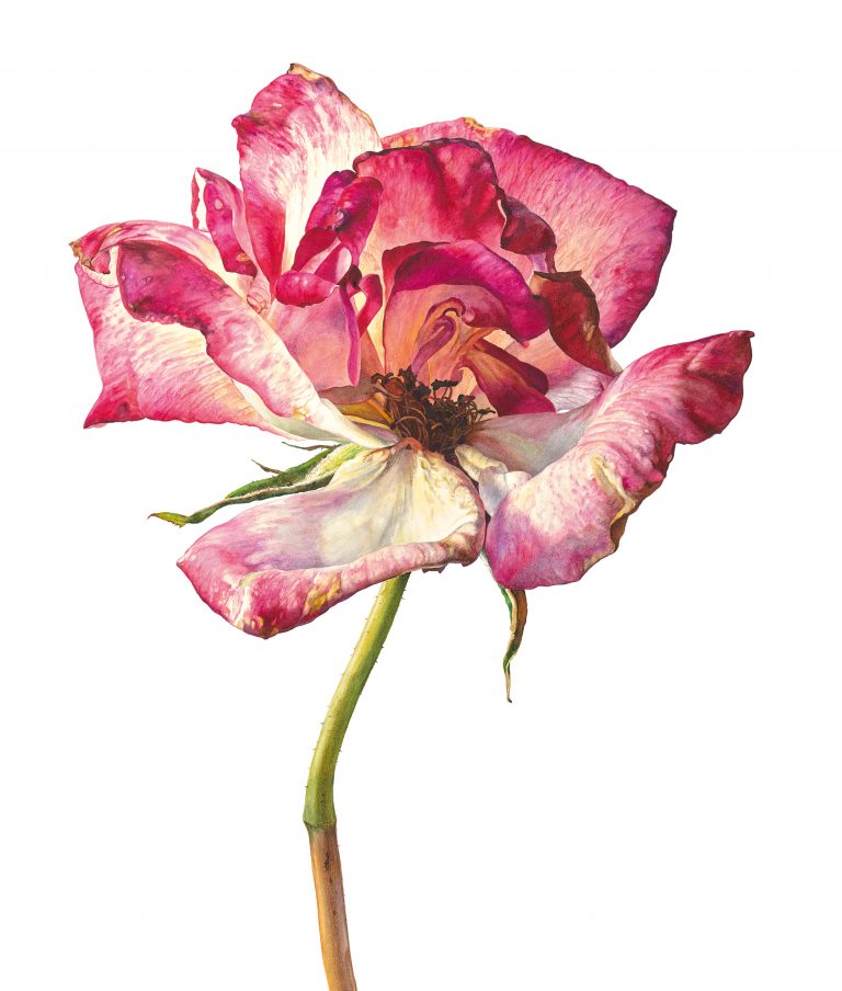 Rosie Sanders' - Roses - A celebration in botanical art - Beautiful ...